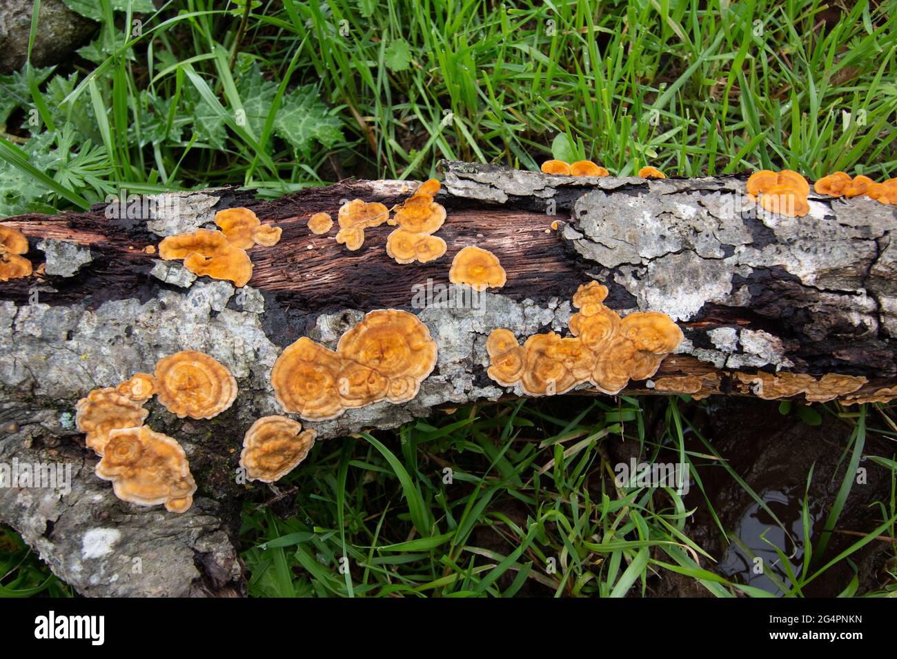 Colorful fungi growing on dead limb in San Benito County, Coast Range ...