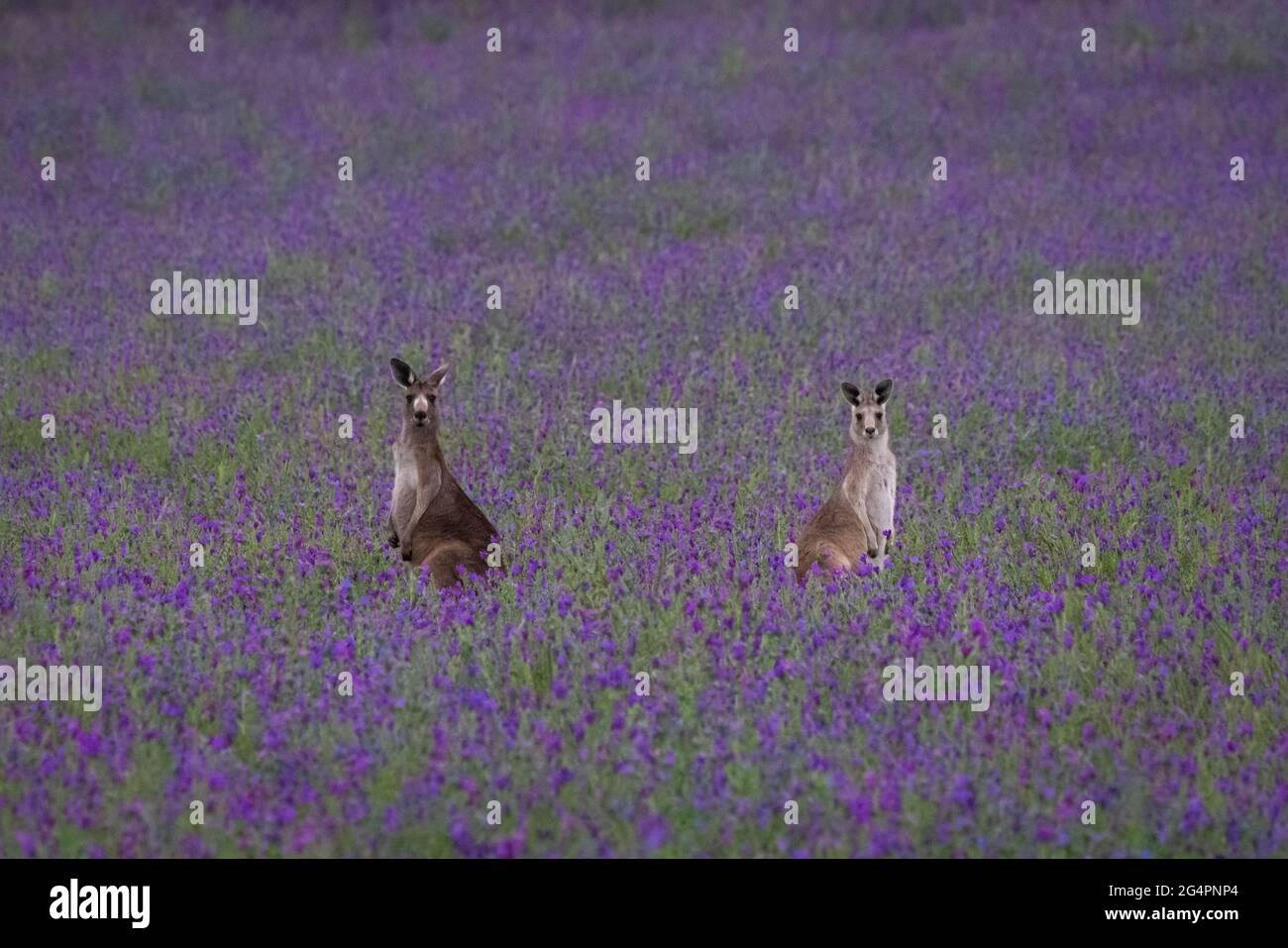 Purple field hi-res stock photography and images - Alamy