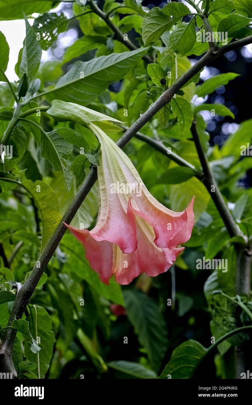 Pink flower of the highly poisonous angel's trumpet (Brugmansia ...