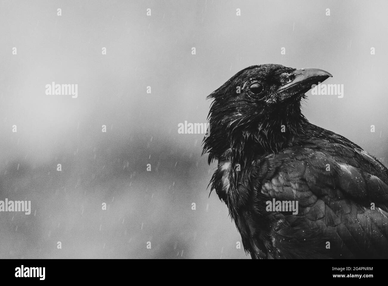 Adorable crow hi-res stock photography and images - Alamy