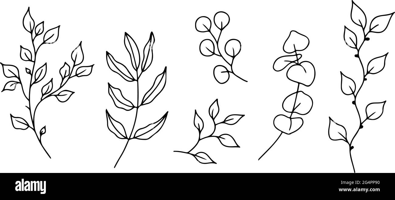 Eucalyptus doodle branch.Set of plants and tree branches with leaves ...