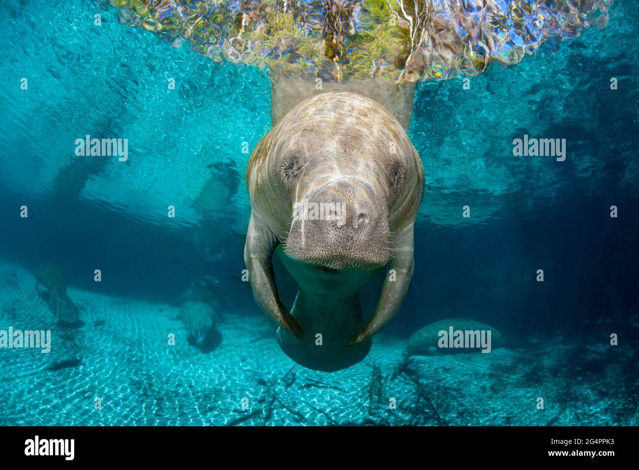 Endangered Florida Manatees, Trichechus manatus latirostris, gather at ...