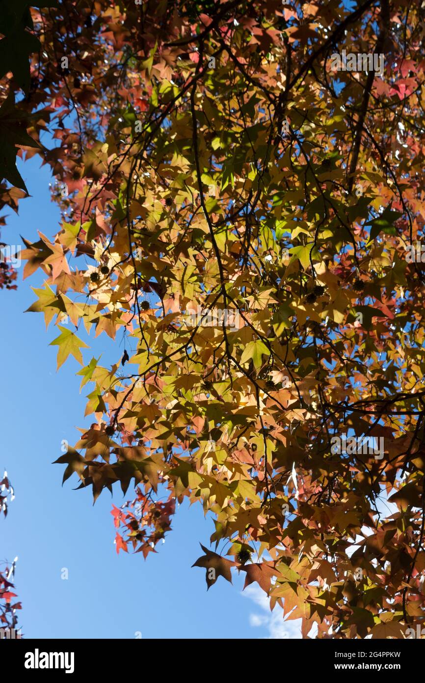 Liquid amber tree hi-res stock photography and images - Alamy