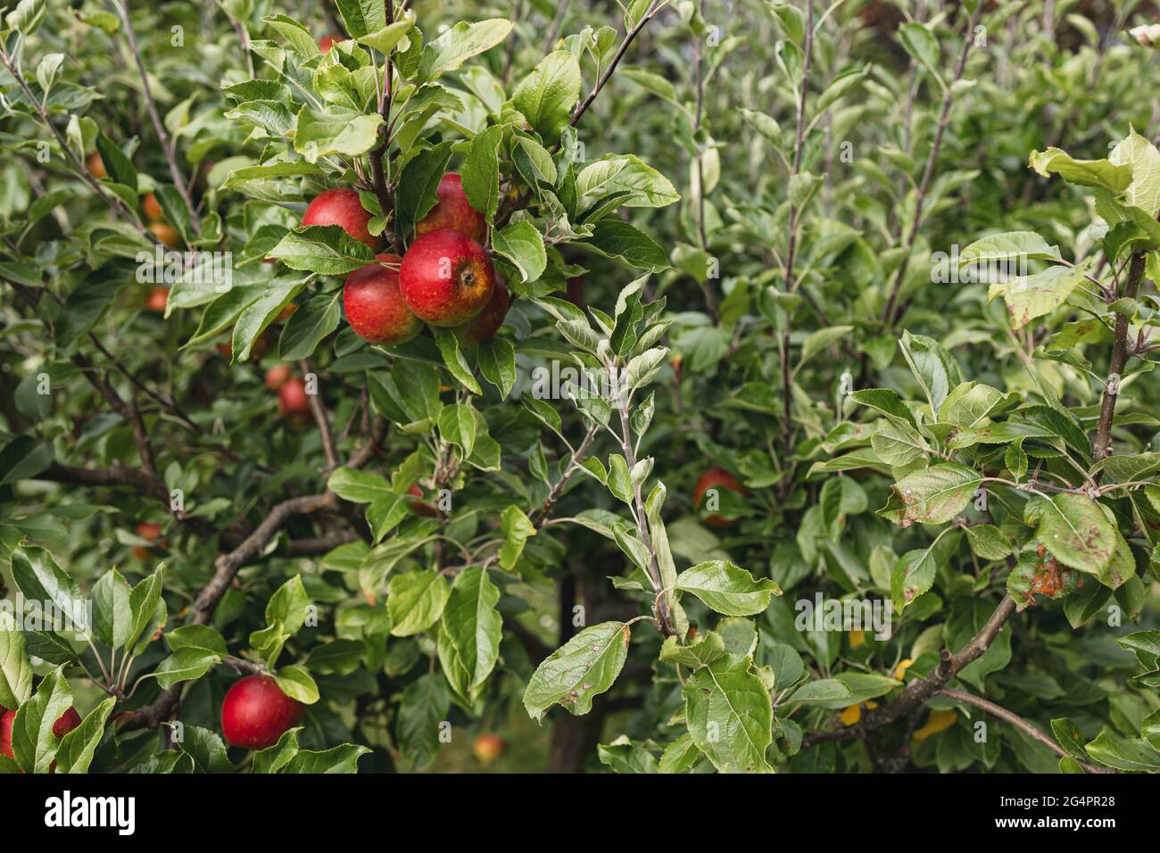 Ripe Red and Green Organic apples, ready to be picked from homegrown ...