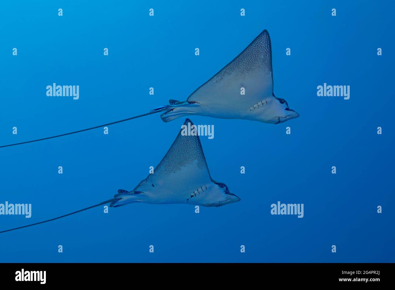 Eagle ray spots hi-res stock photography and images - Alamy