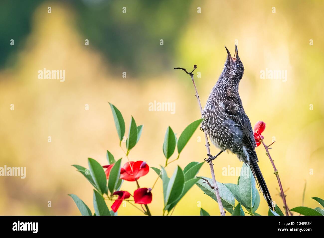 Red wattle tree hi-res stock photography and images - Alamy