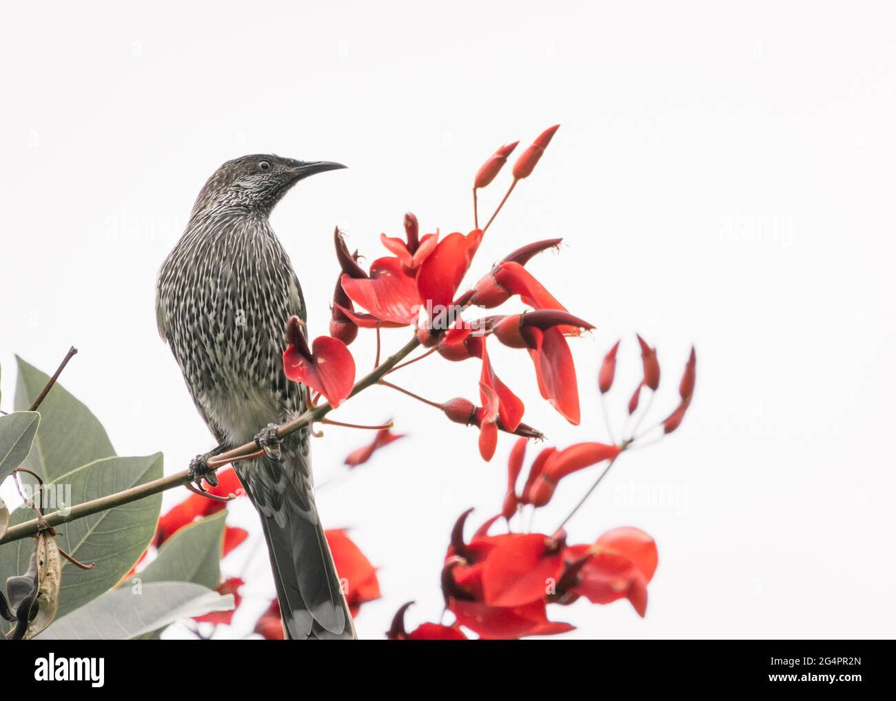 Wattle gum hi-res stock photography and images - Alamy