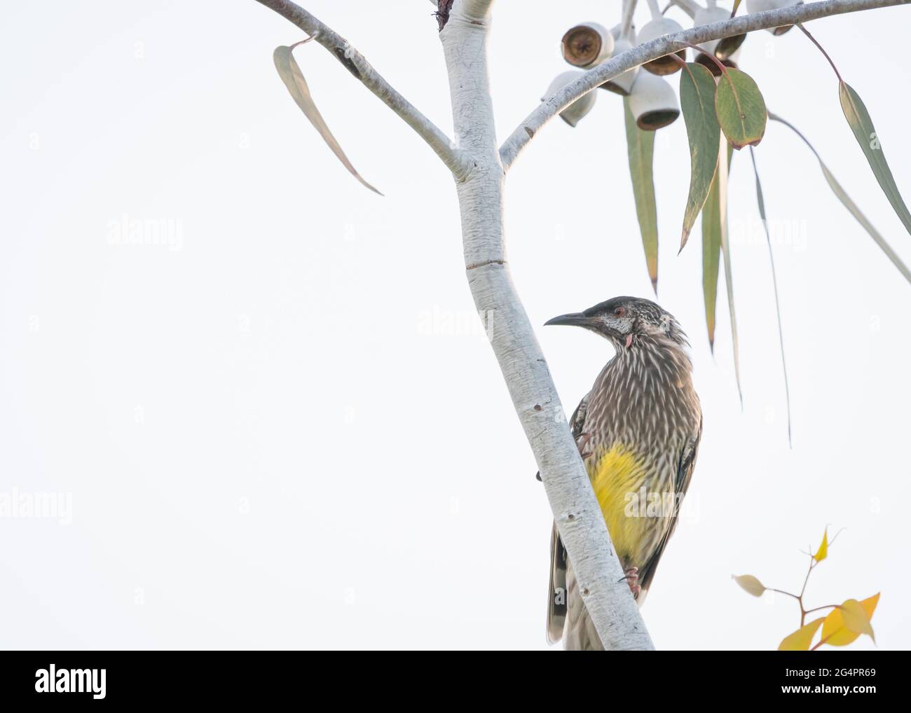 Princess birds in garden hi-res stock photography and images - Alamy