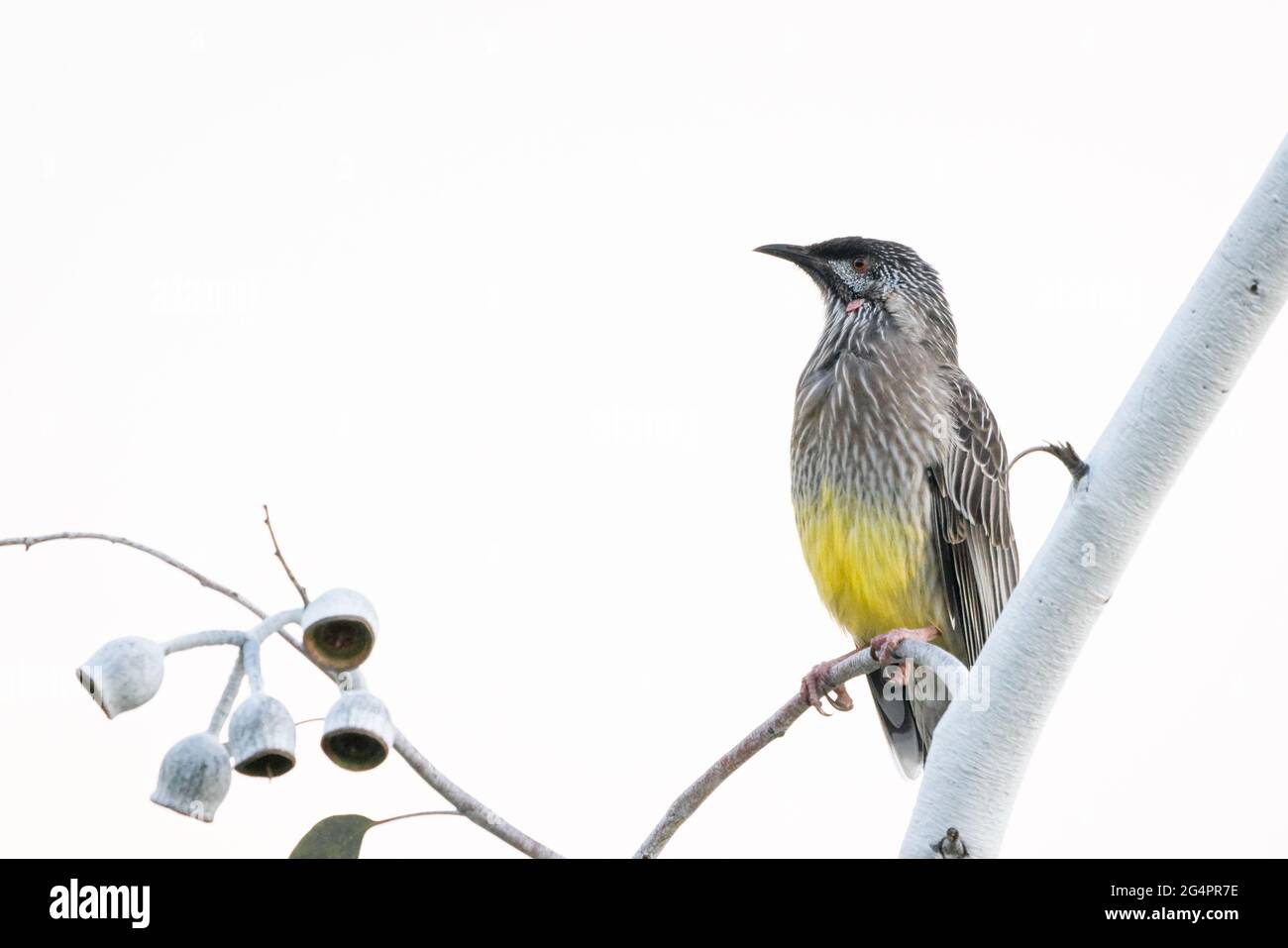 Princess birds in garden hi-res stock photography and images - Alamy