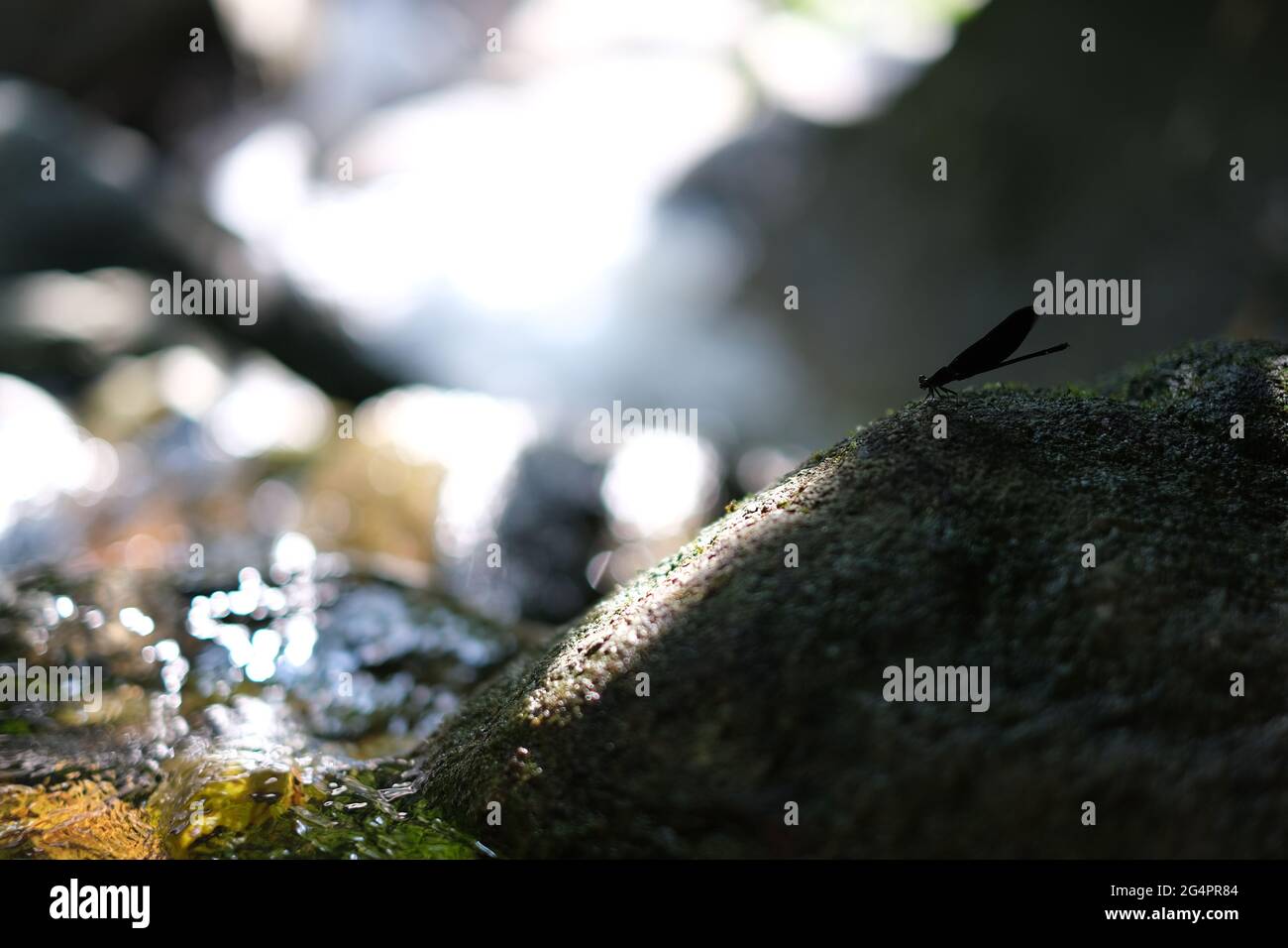 Dragonfly shadow hi-res stock photography and images - Alamy