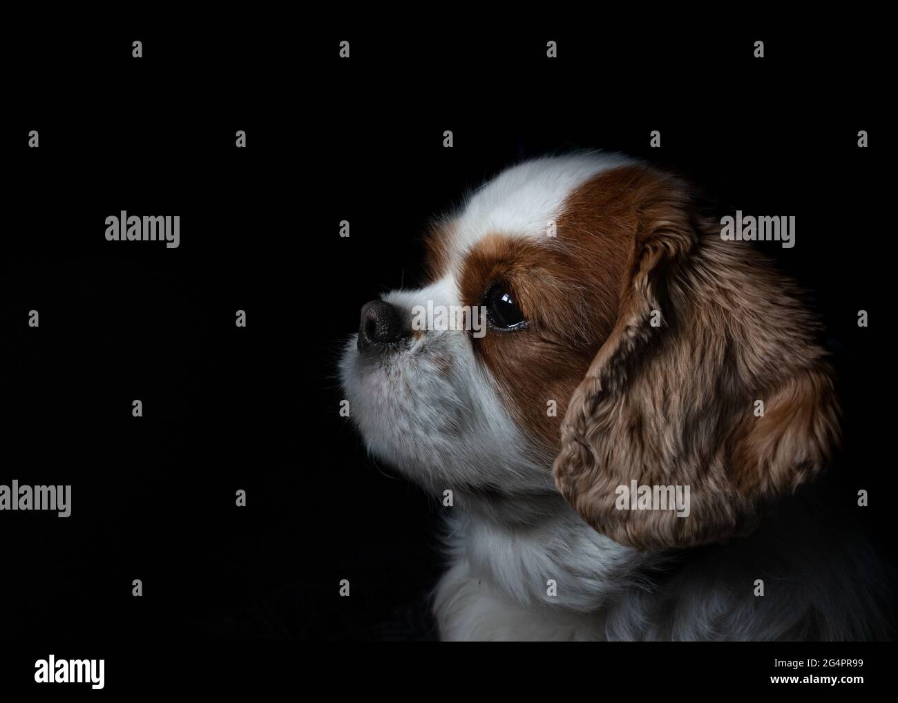 Portrait of a Cavalier King Charles spaniel Stock Photo - Alamy