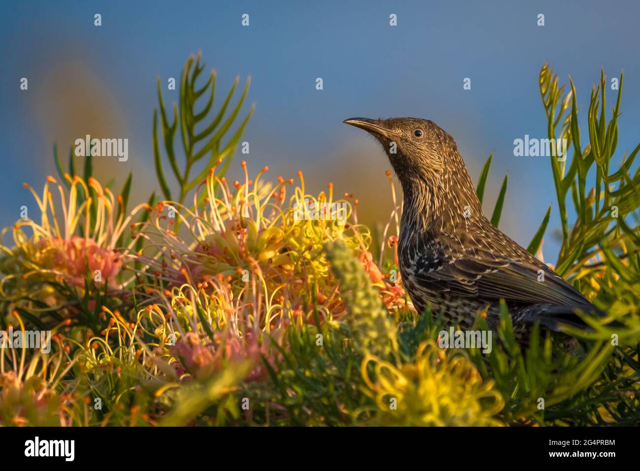 Red wattle bird hi-res stock photography and images - Alamy