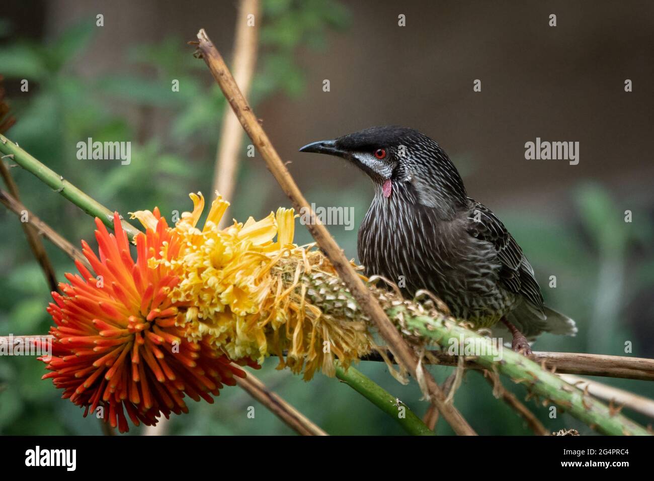 Red wattle bird hi-res stock photography and images - Alamy