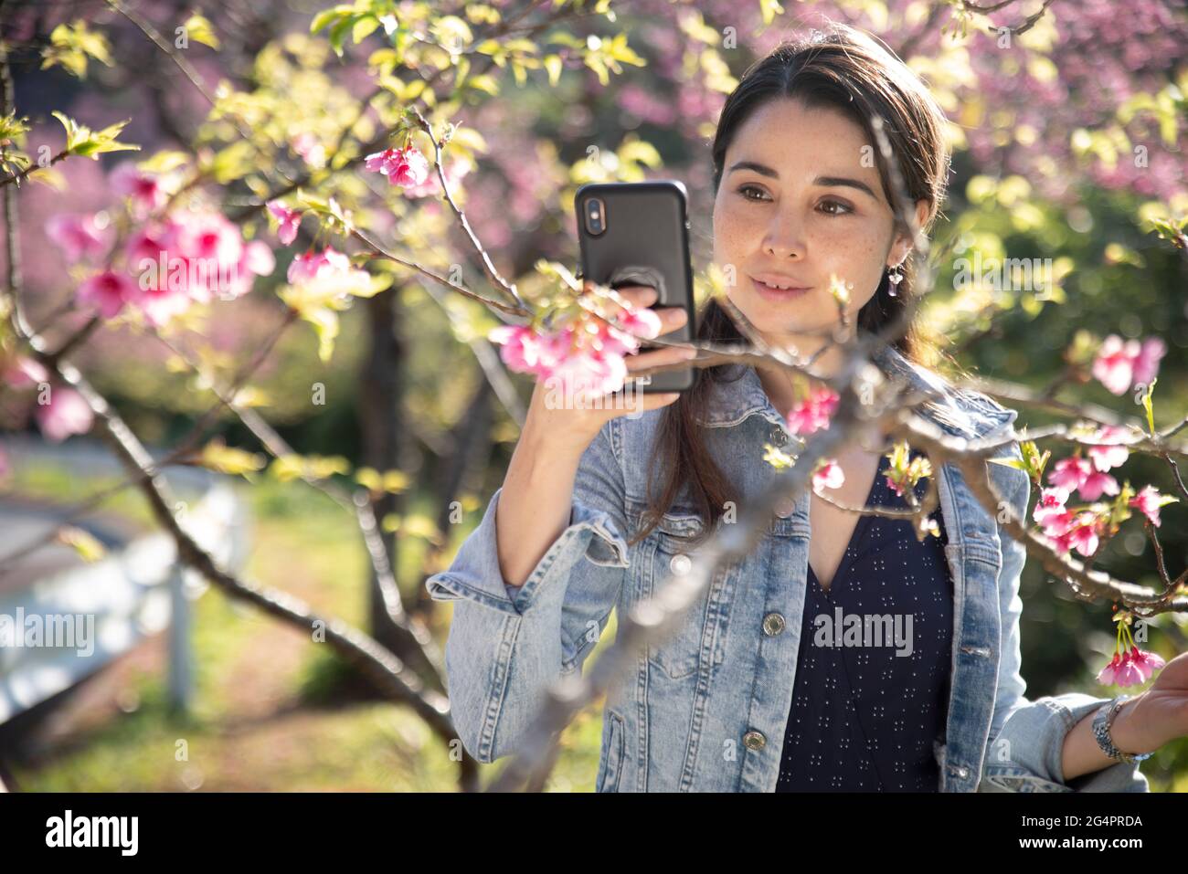 Woman taking photos with iPhone of cherry blossom at Mount Yae ...