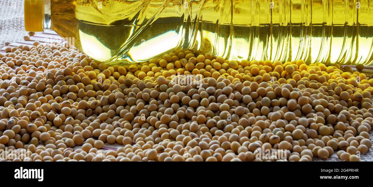 soybeans in a jute bag in a composition with soybean oil - 2021 soybean ...