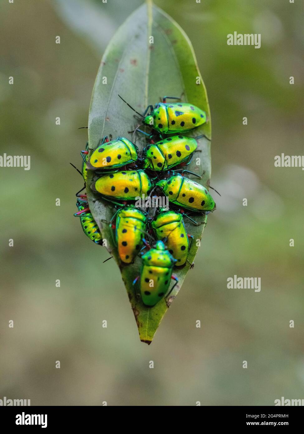 Yanbaru forest hi-res stock photography and images - Alamy