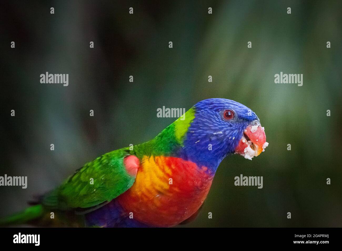 Baby lorikeet hi-res stock photography and images - Alamy
