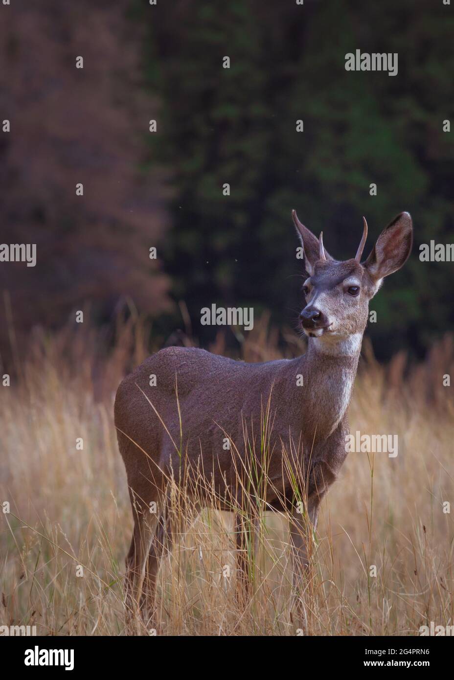 California mule deer hi-res stock photography and images - Alamy