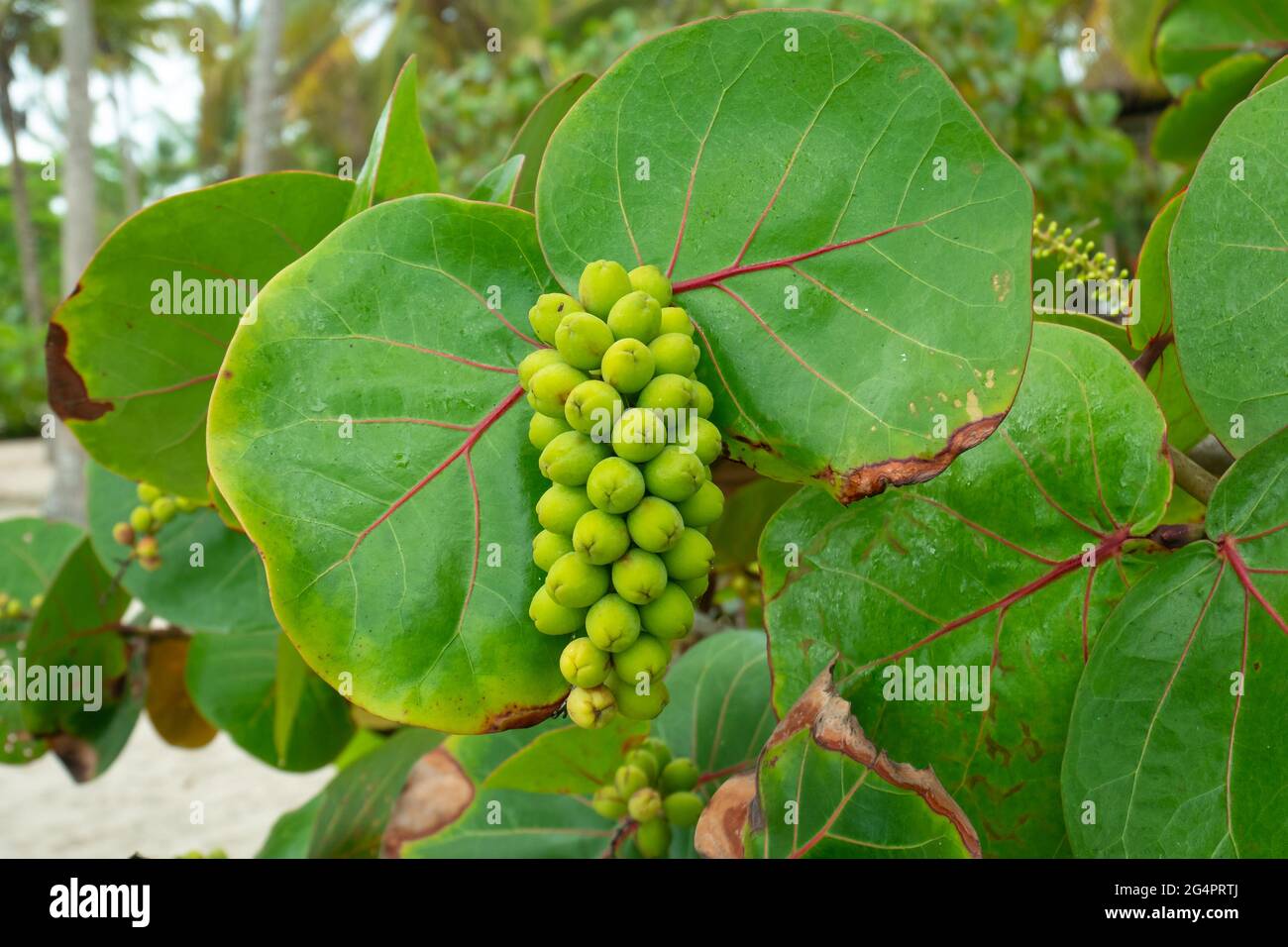 Uva Caleta Tree
