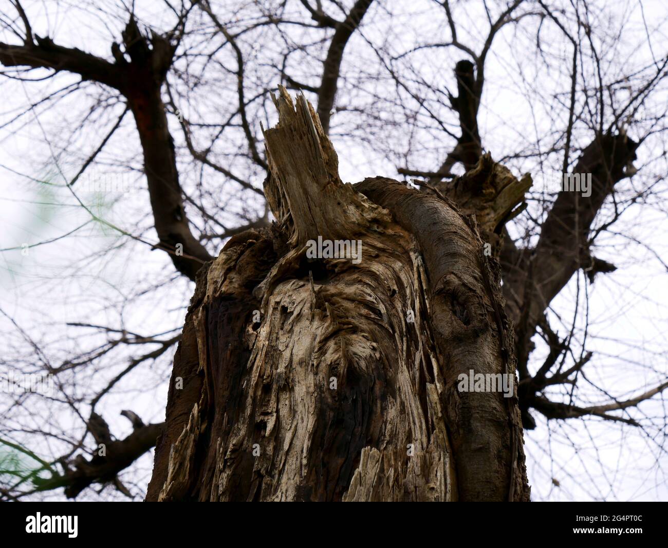 Strange tree dry wood with multiple branches behind blur view on sky ...