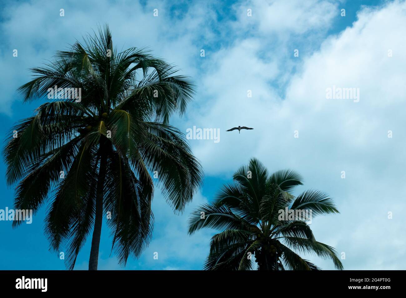 Palm Tree full of Green and Yellow Coconuts on a Clear Day with a Blue ...