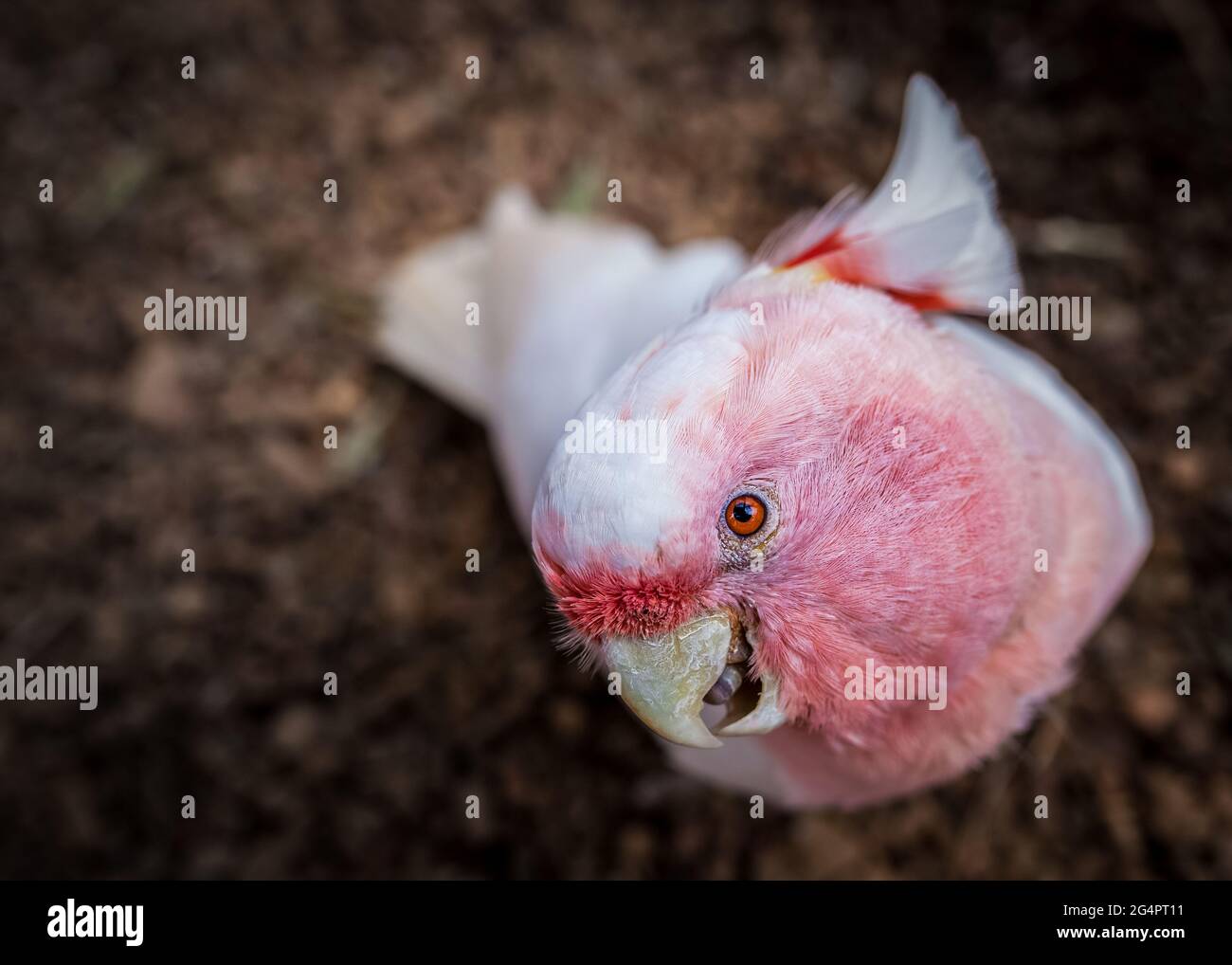 Tropical birds parrot cockatoo hi-res stock photography and images - Alamy