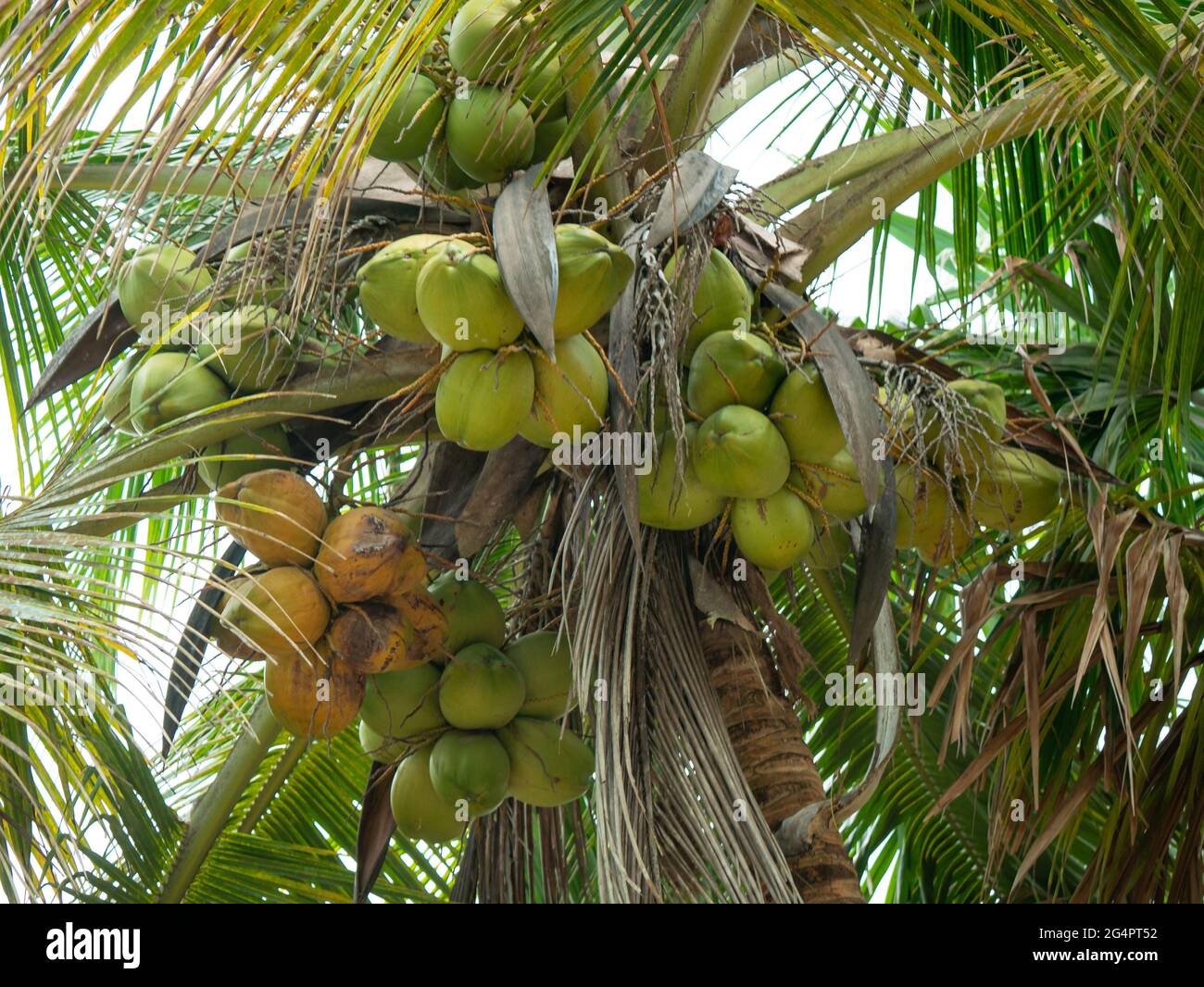 Coco palomino hi-res stock photography and images - Alamy