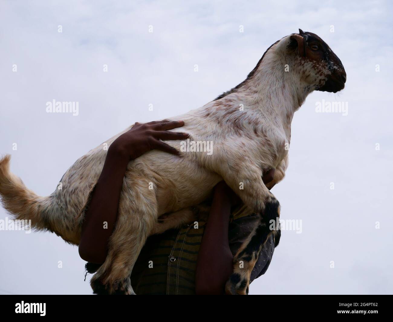 Village boy holding goad animal on hand, Boy hiding self face behind ...