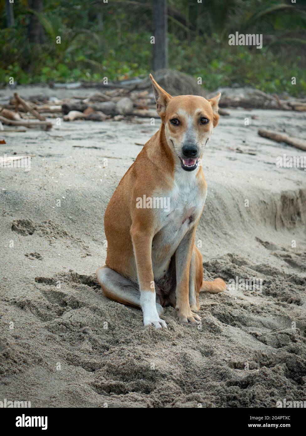 White and Yellow Mongrel Dog Sitting in the Sand of Palomino's Beach in ...