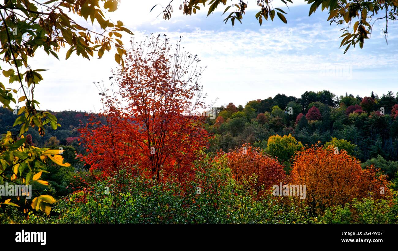 Autumn leaf colour in the valley Stock Photo - Alamy