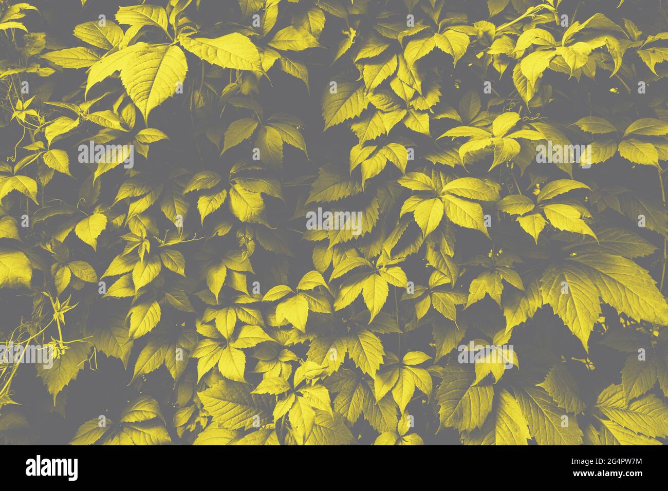 Texture of many fresh beautiful leaves of green wild grape. Trendy ...