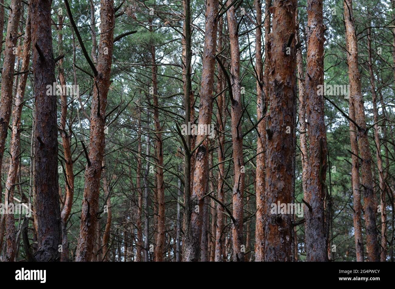 Pine forest texture. Straight brown trunks of conifers. Pine forest ...