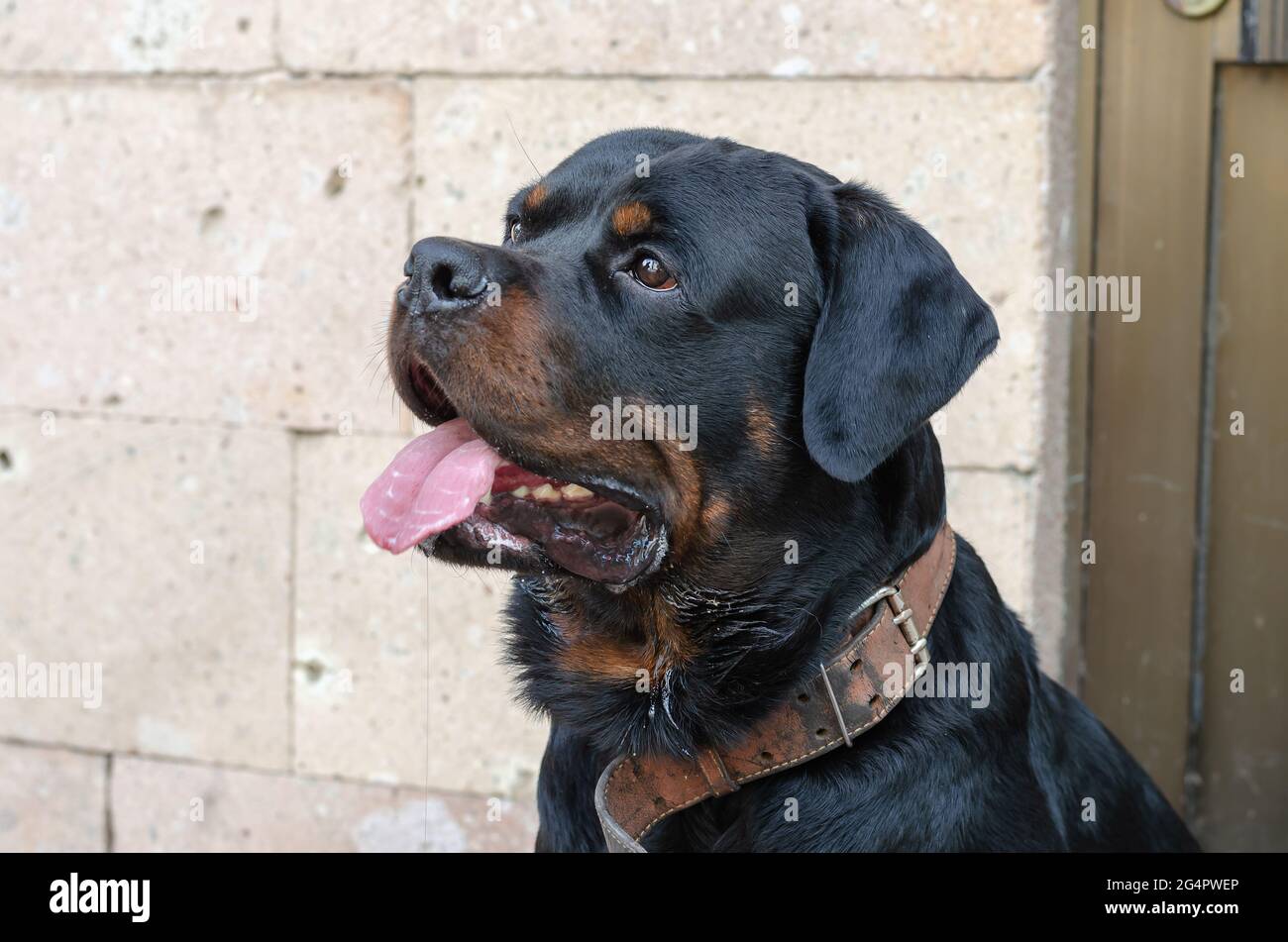 Portrait of an adult male Rottweiler sitting against a beige wall. An ...