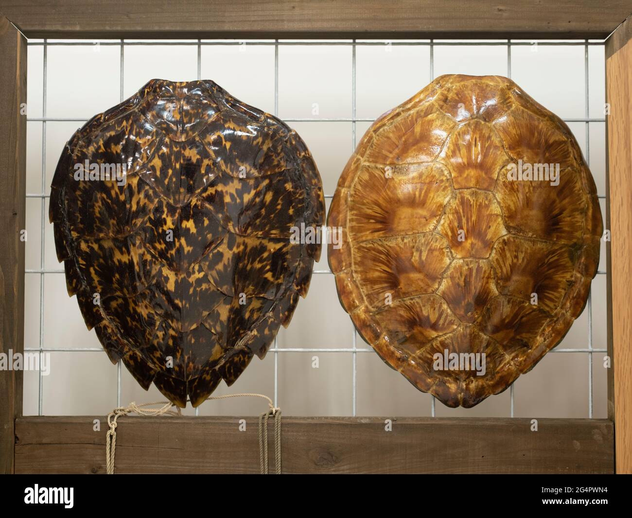 Turtle Shell Shrine Okinawa ⛩ Daruma Temple & Shrine In Okinawa 🌺