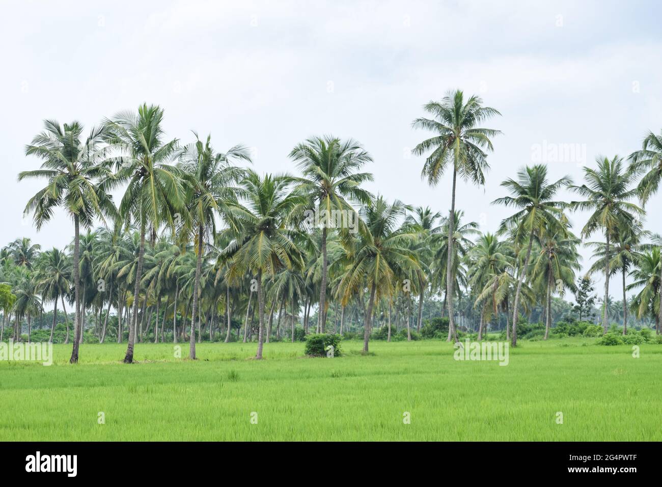 Sunny field of low green grass with tall palm trees sticking out under ...