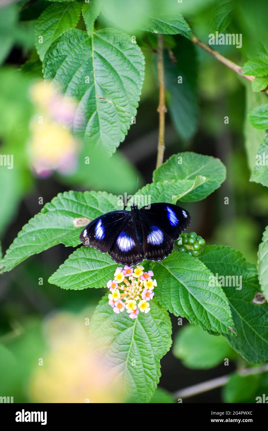 Vertical shot of a delicate black butterfly with patches of blue on its ...