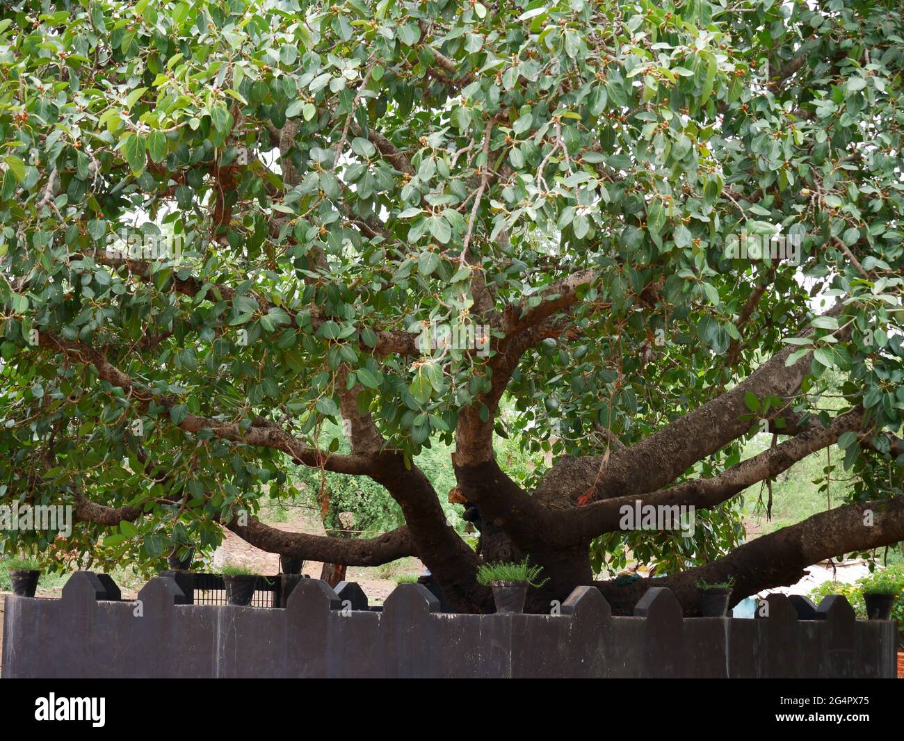 Religious tree presented on full frame at hindu temple place Stock ...