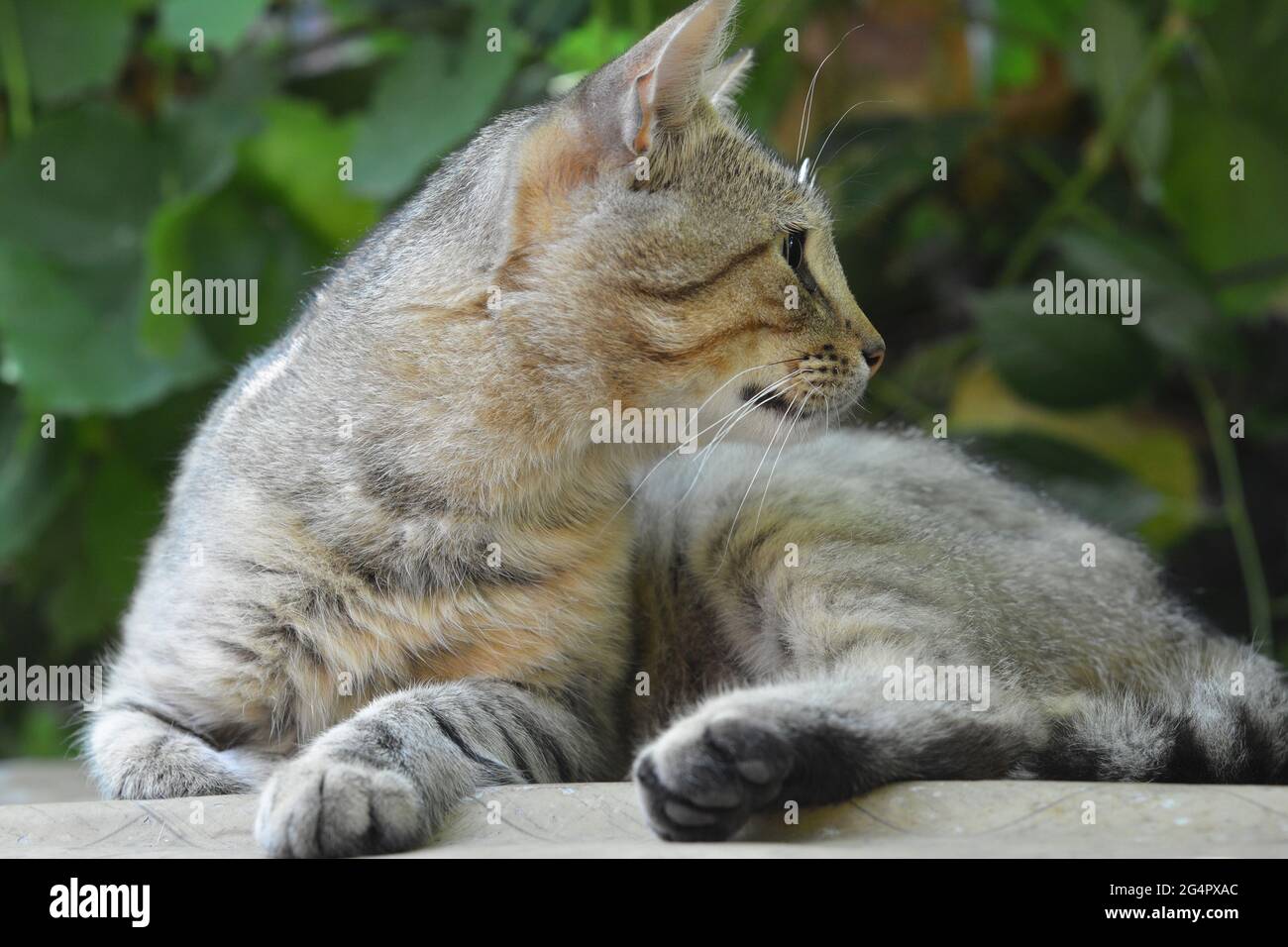 A slim good looking cat observing something interesting while resting ...