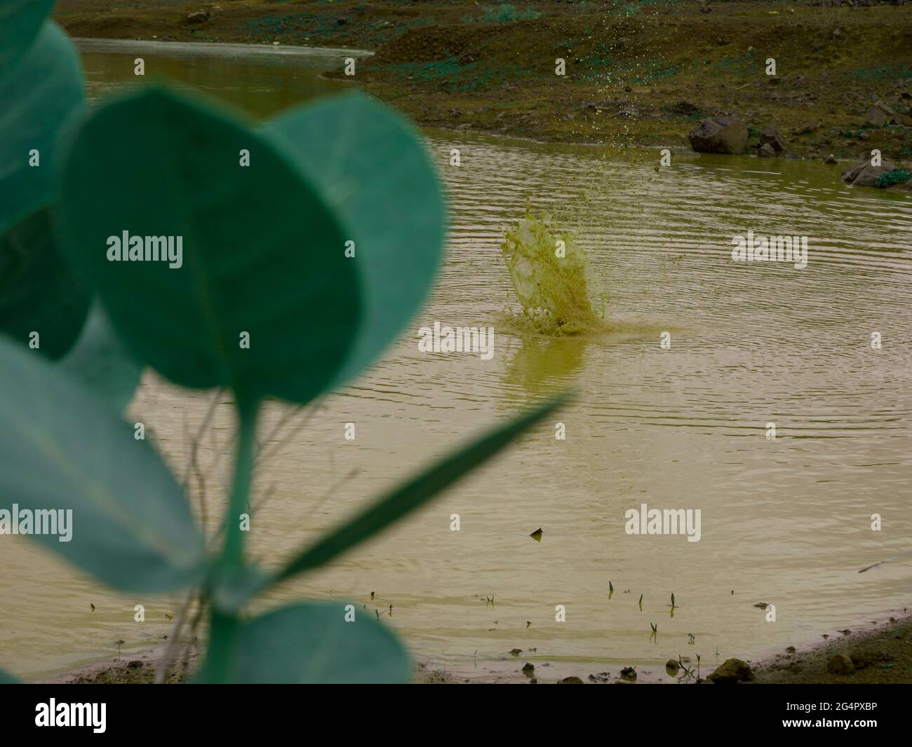Water wave due to throwing stone on lake nature background Stock Photo ...