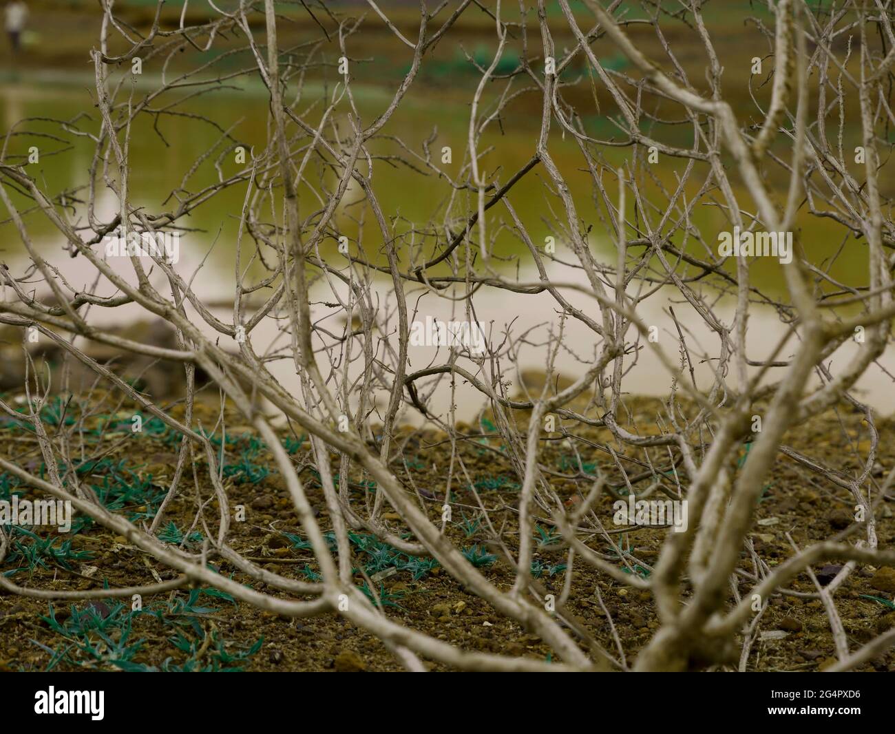 Dry plant wood structure presented on water lake bank field Stock Photo ...