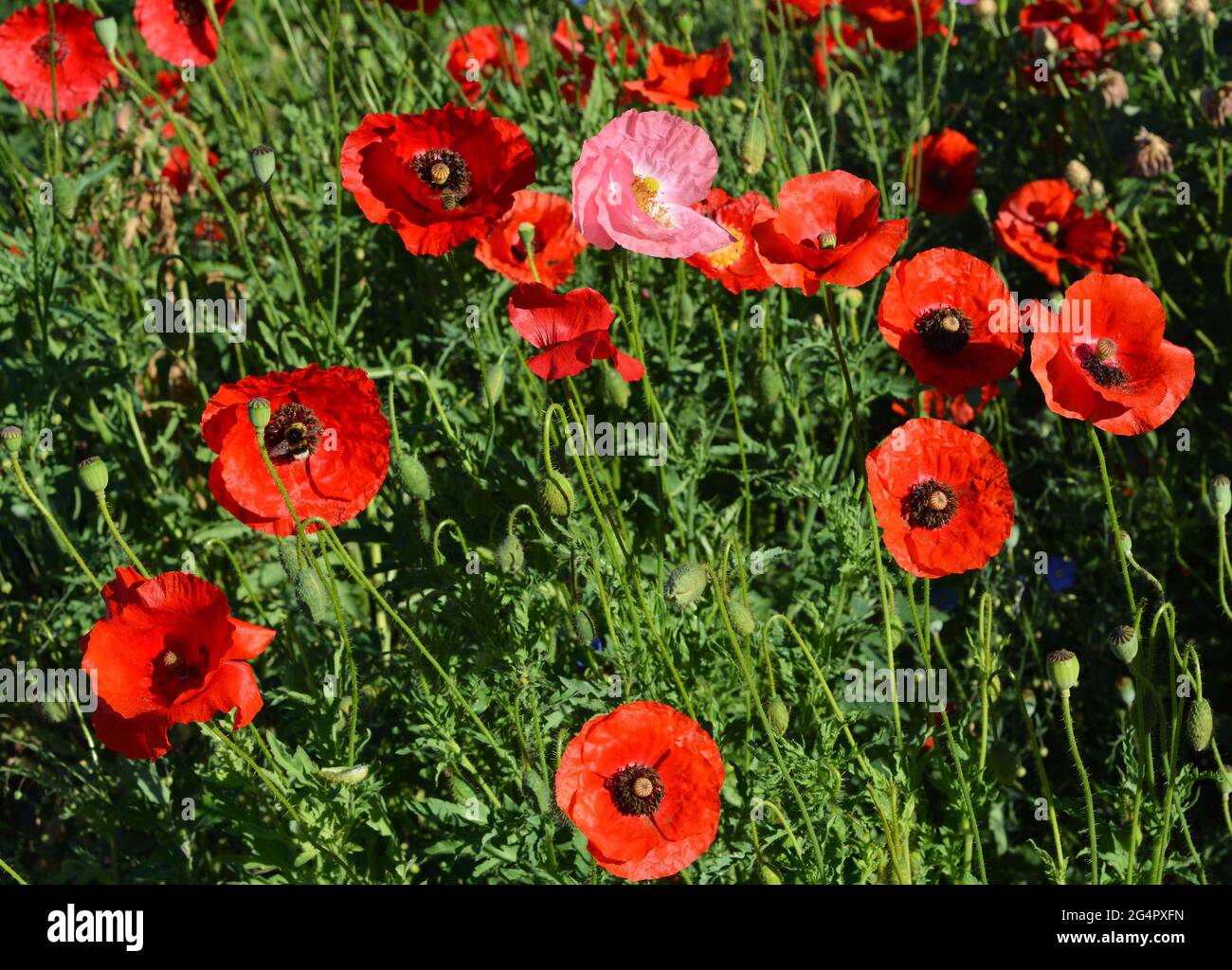 Red poppy flowers background. Papaver rhoeas, corn poppy, or Flanders ...