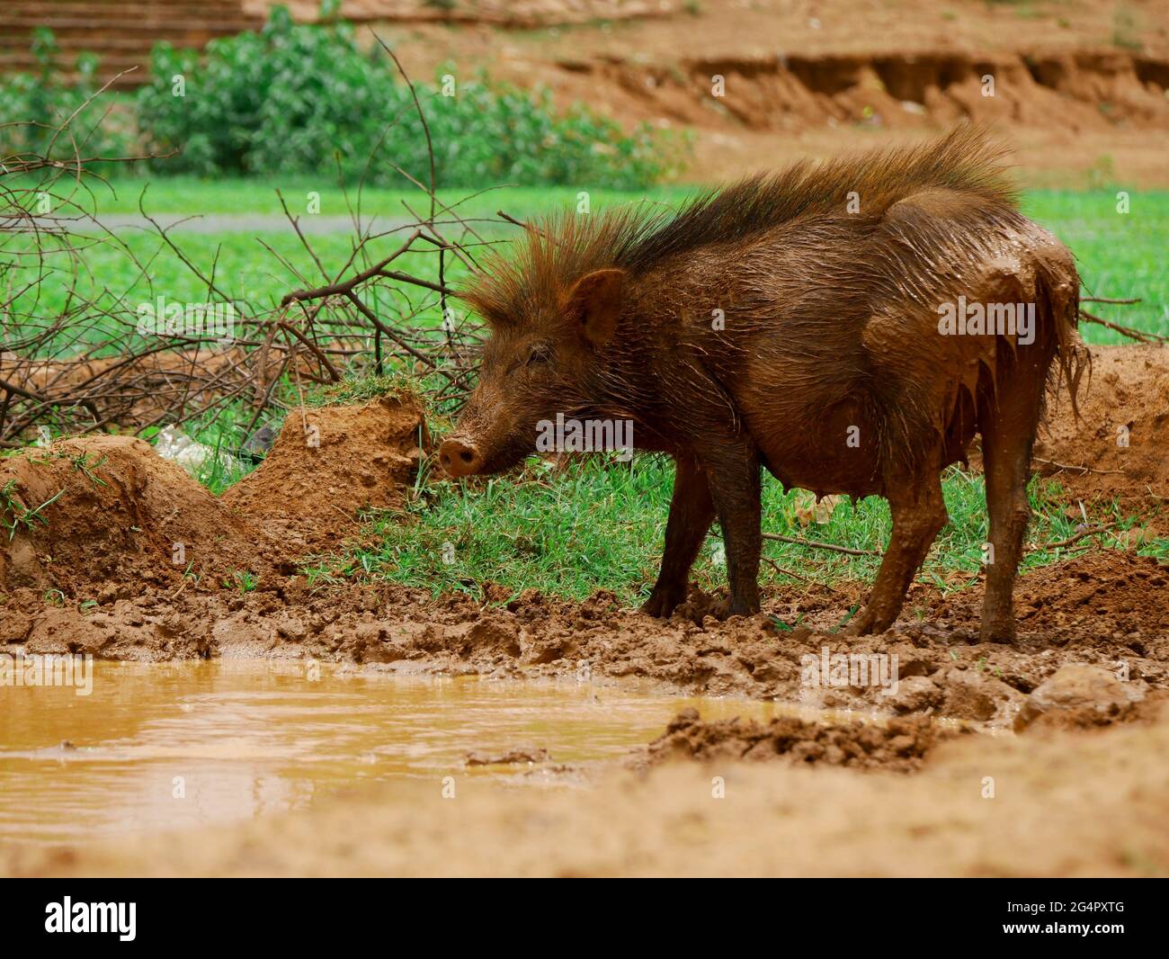 Indian local pig presented on gutter mud liquid field, Animal ...