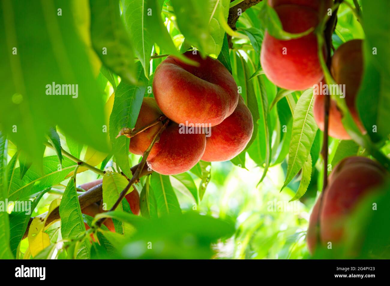 Saturn peach tree hi-res stock photography and images - Alamy