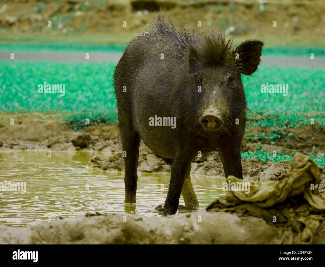 Feral boars swine mud hi-res stock photography and images - Alamy