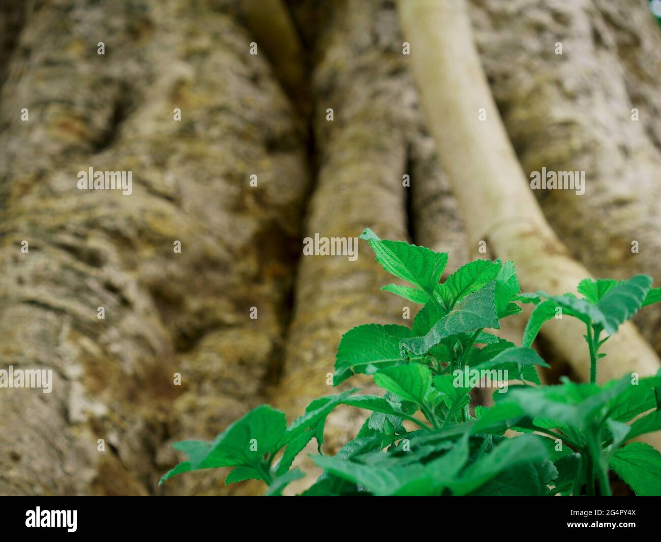 Green leaves plant presented on right down corner behind blur tree ...