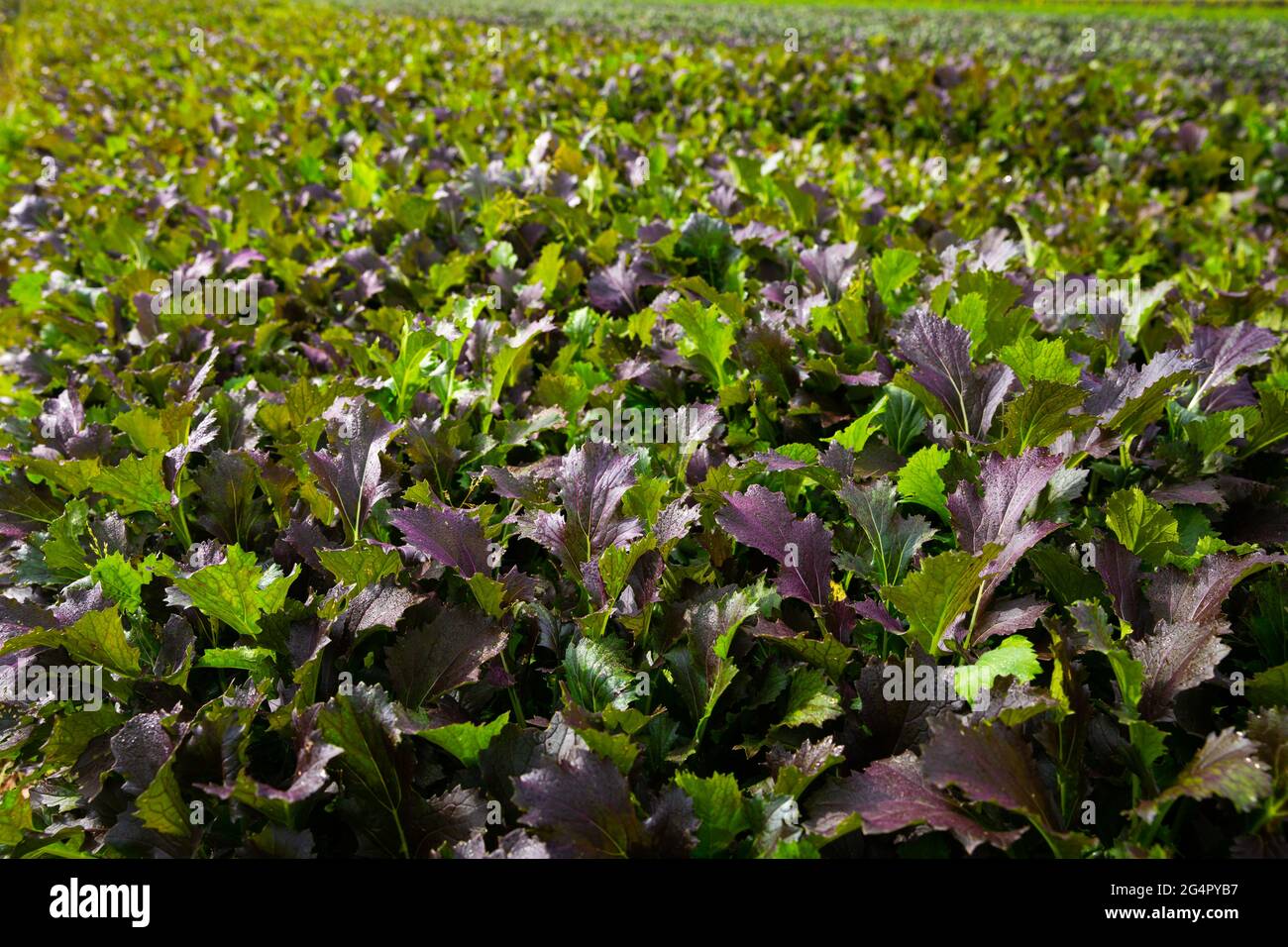 Red leafy mustard plantation Stock Photo - Alamy