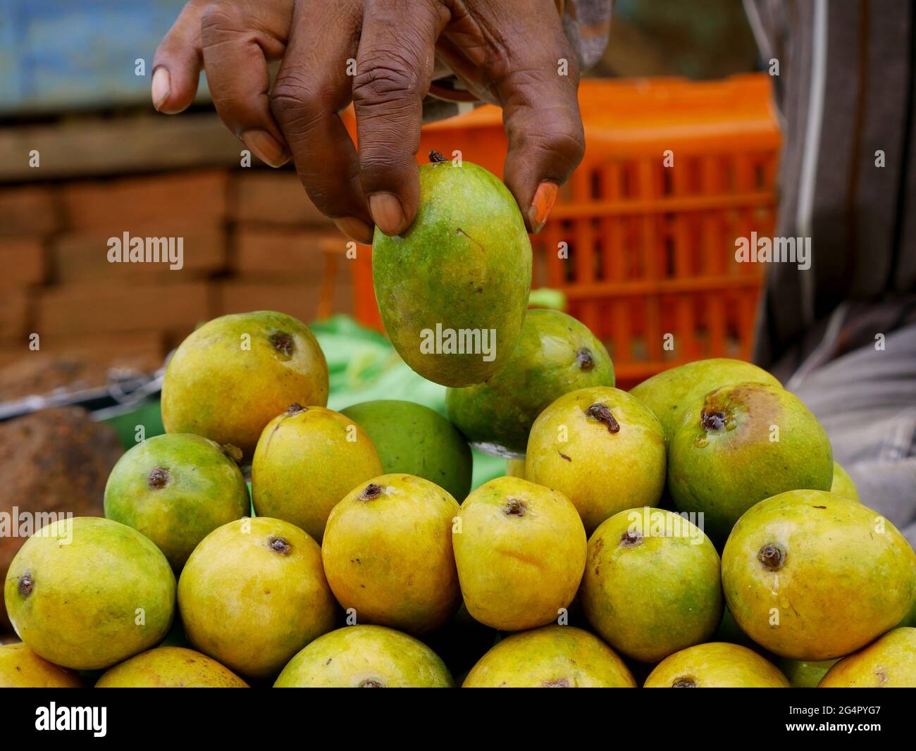 Man hand picking single mango, Organic fruit presentation on street ...