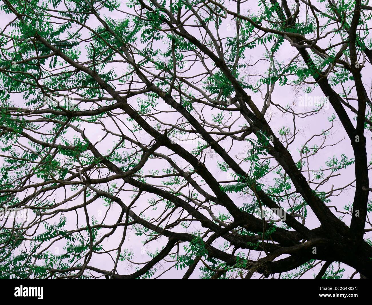 Margo tree multiple branches nature presentation with leaves and sky ...