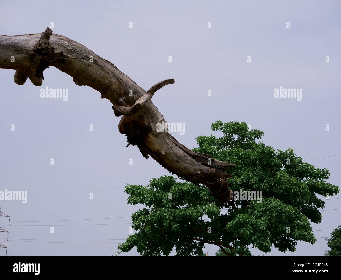 Dry wood tree structure picture aligned with other leaves on the frame ...