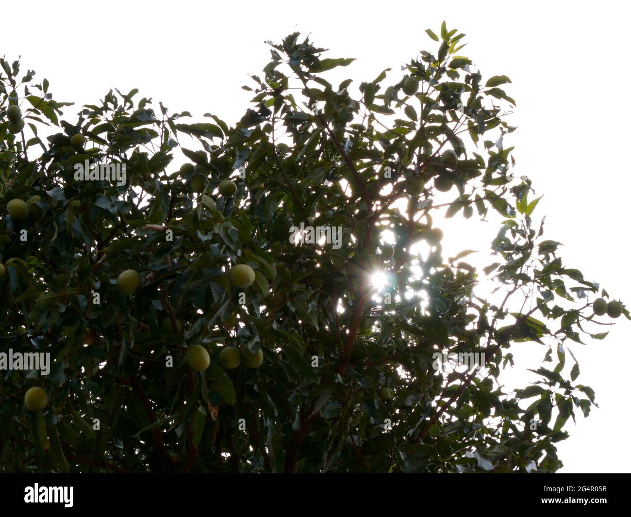 Mango tree presented with sun light reflection at day time Stock Photo ...